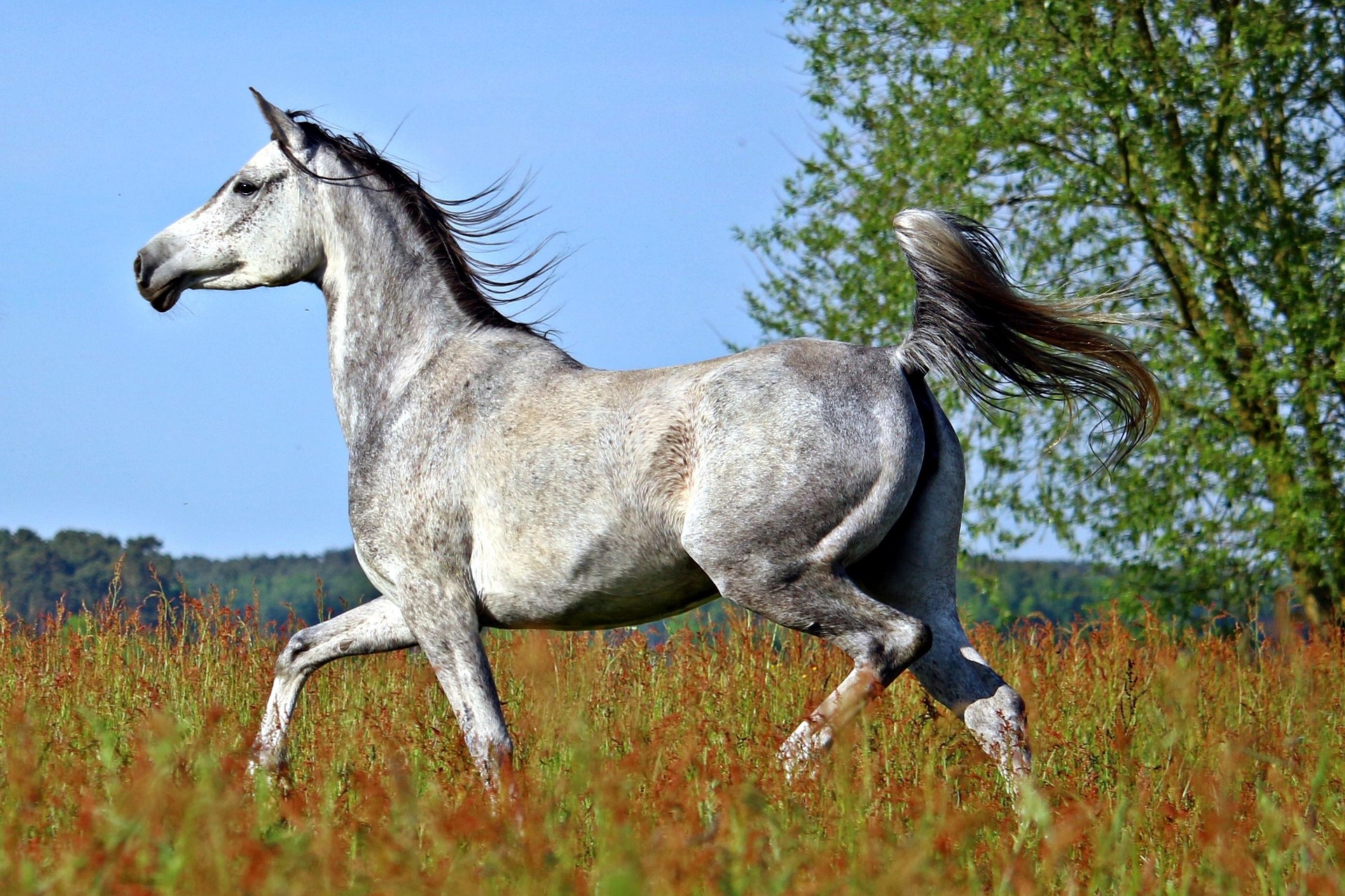 Arabe 🐎 Tout savoir sur le cheval Arabe
