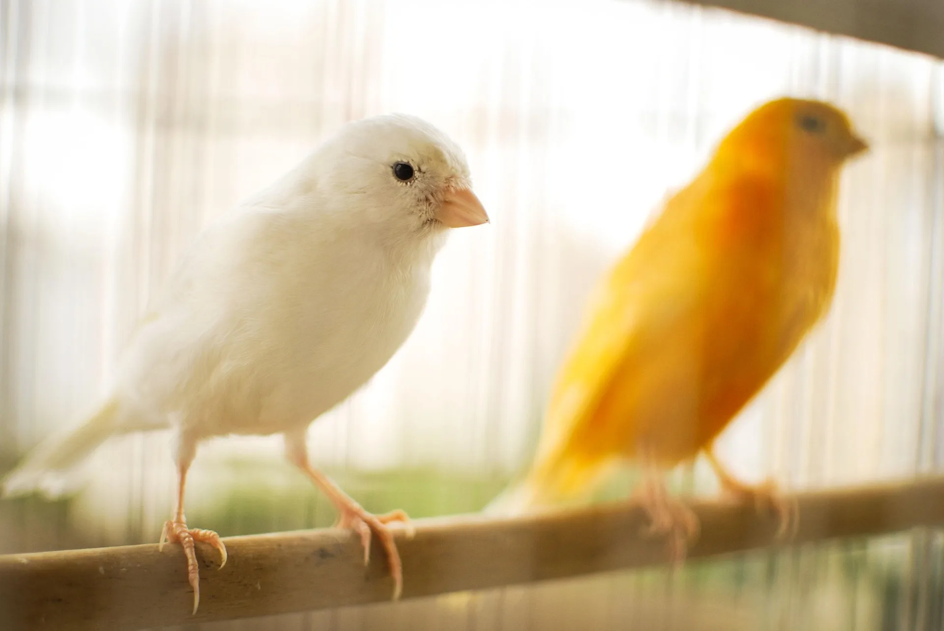 Canari 🐦 Tout savoir sur le oiseau Canari