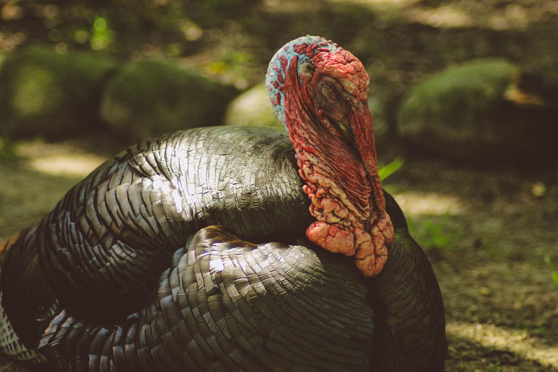 Dinde Noire 🦃 Tout savoir sur la dinde Dinde Noire