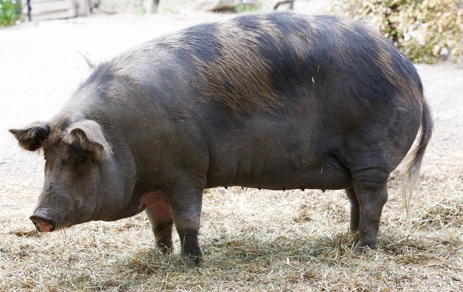 Gascon 🐷 Tout savoir sur le cochon Gascon