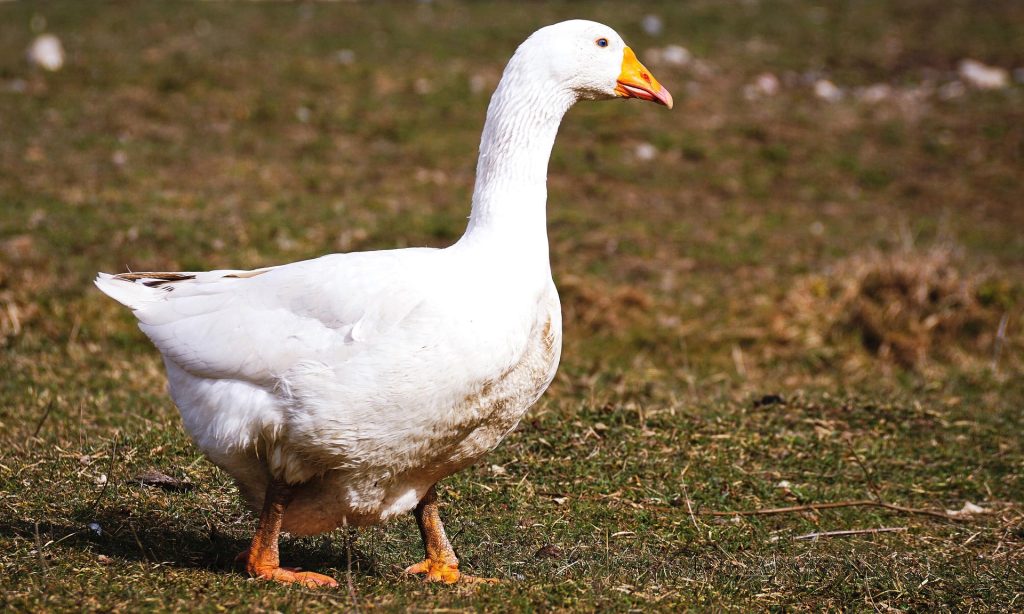 Oie Blanche 🦢 Tout savoir sur l'Oie Blanche