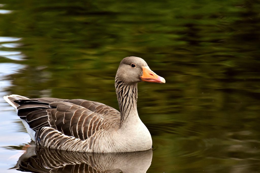 Oie Cendrée 🦢 Tout savoir sur l'Oie Cendrée