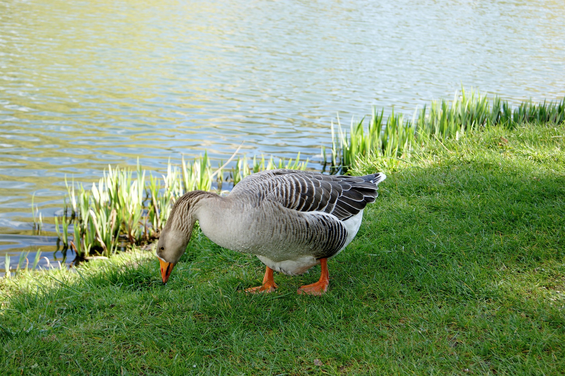 Oie Normande 🦢 Tout savoir sur l'Oie Normande
