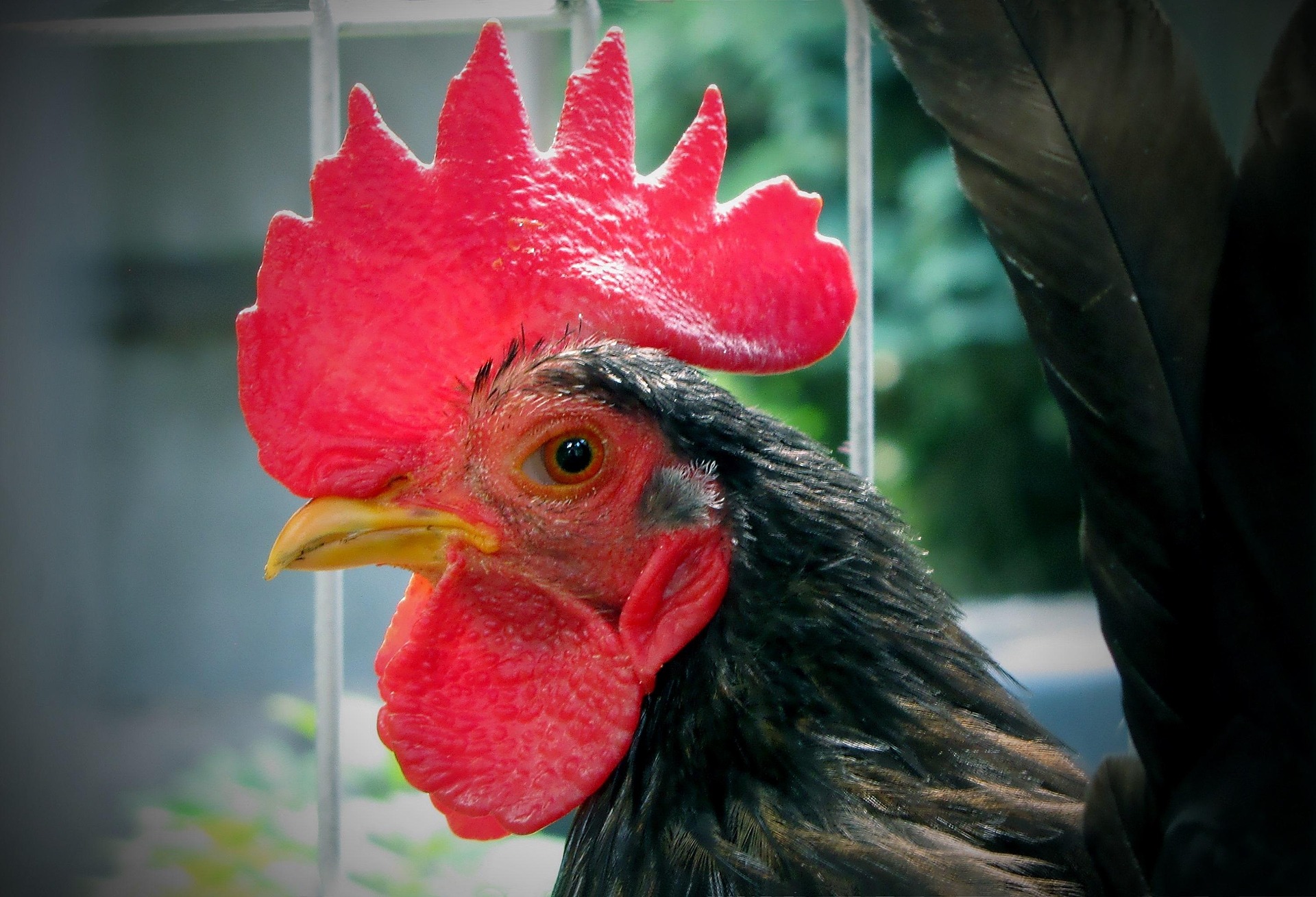 Serama 🐔 Tout savoir sur la poule Serama