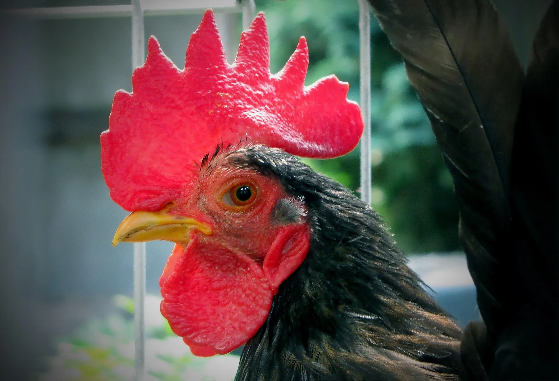 Poule Serama