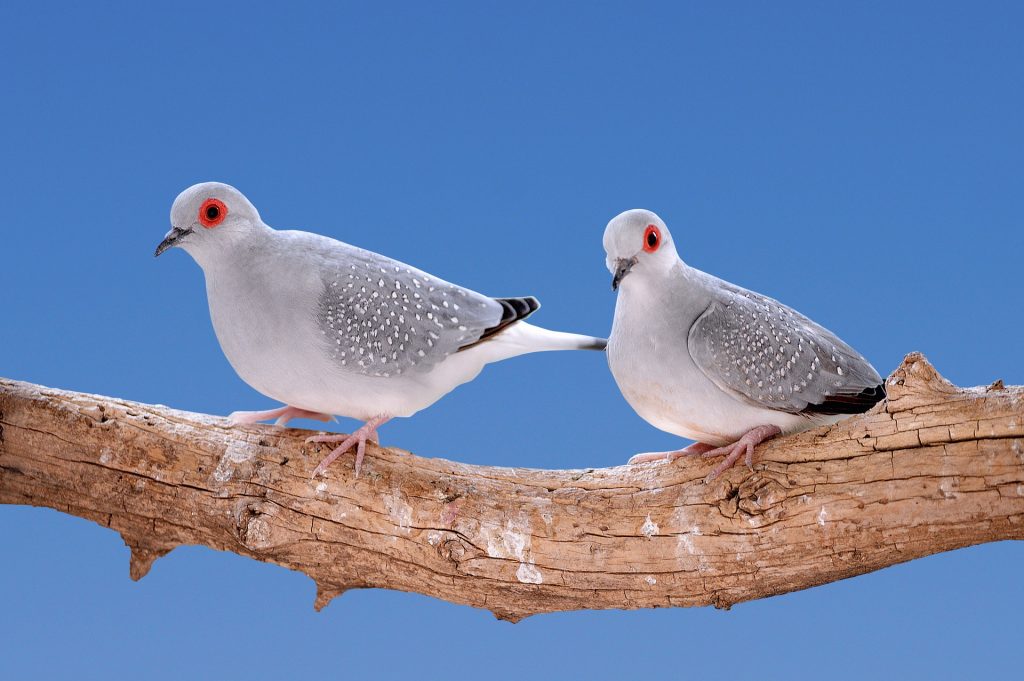 Tourterelle Diamant 🦜 Tout savoir sur la oiseau Tourterelle Diamant