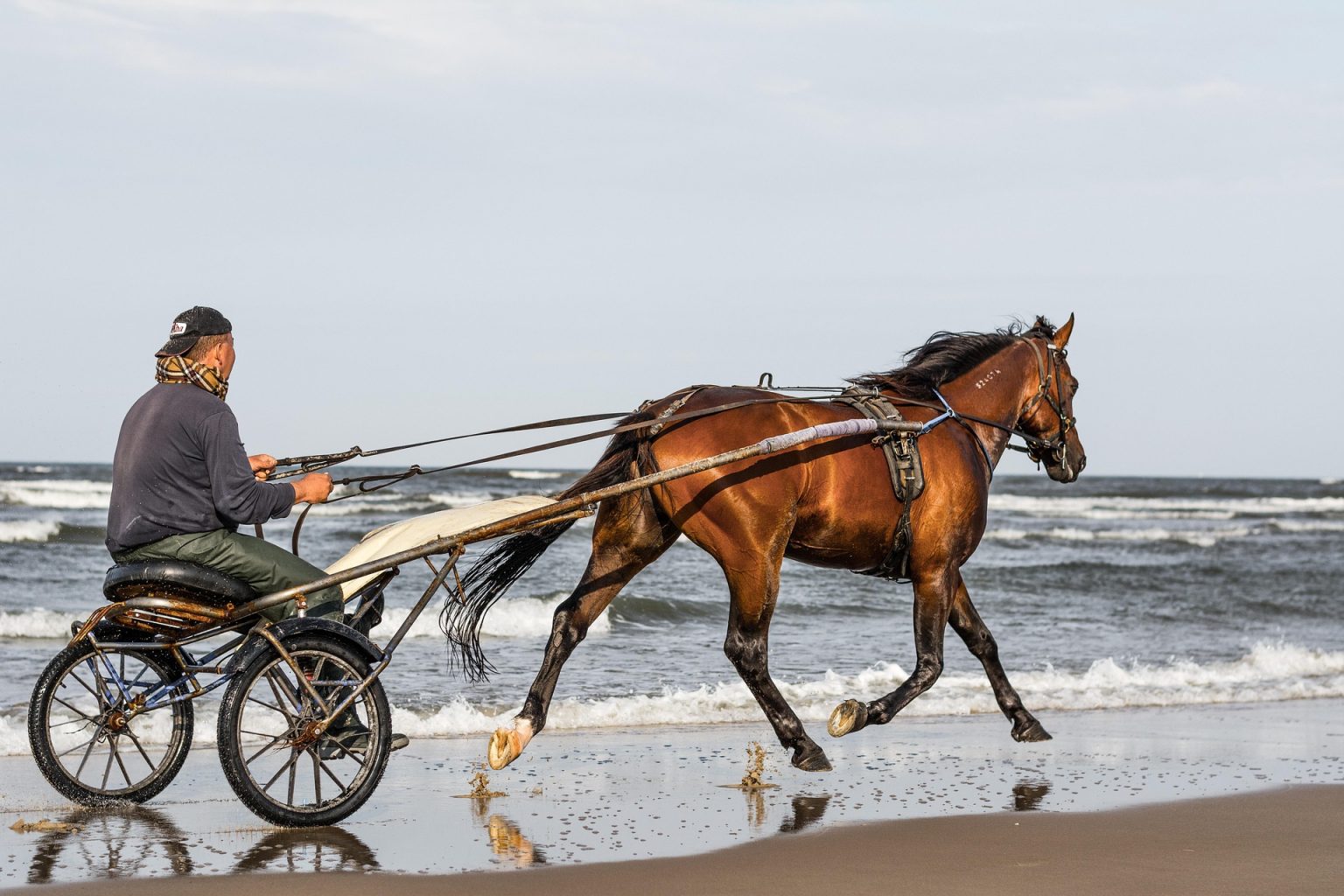 Trotteur Français 🐴 Tout savoir sur le cheval Trotteur Français