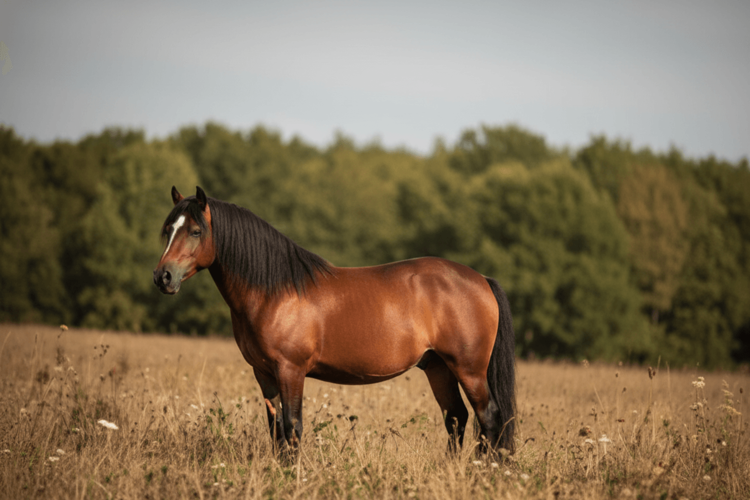 Landais 🐴 Tout savoir sur le poney Landais
